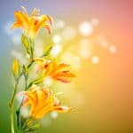 Examples of Monocot Plants (with photos) - UpHomely