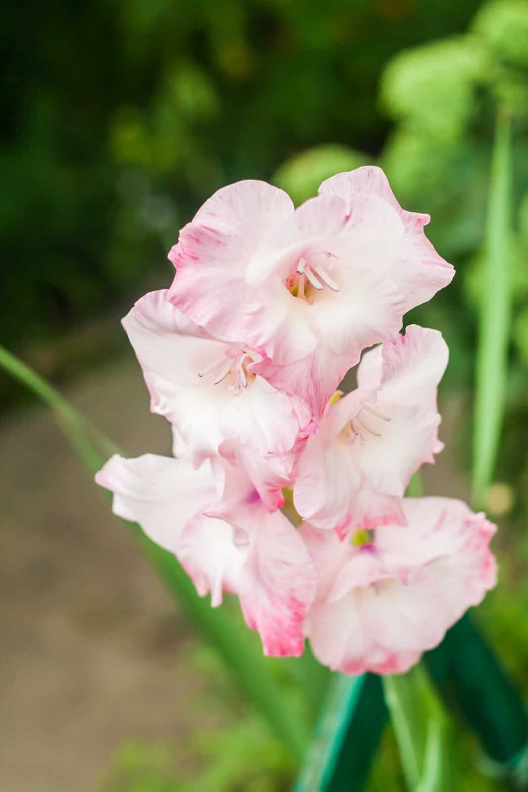 Types of Asexual Plants (12 Examples and Images) - UpHomely