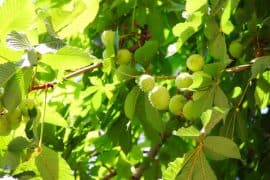 12 Dicotyledonous Plants Examples (With Pics)