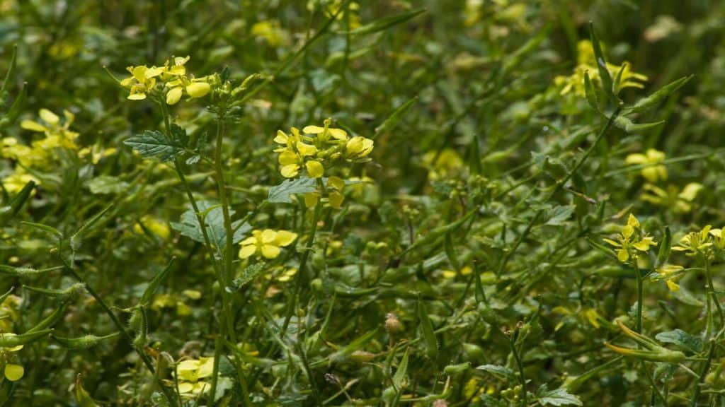 Are Mustards Annual or Perennial? (Mustard Plants Explained) - UpHomely