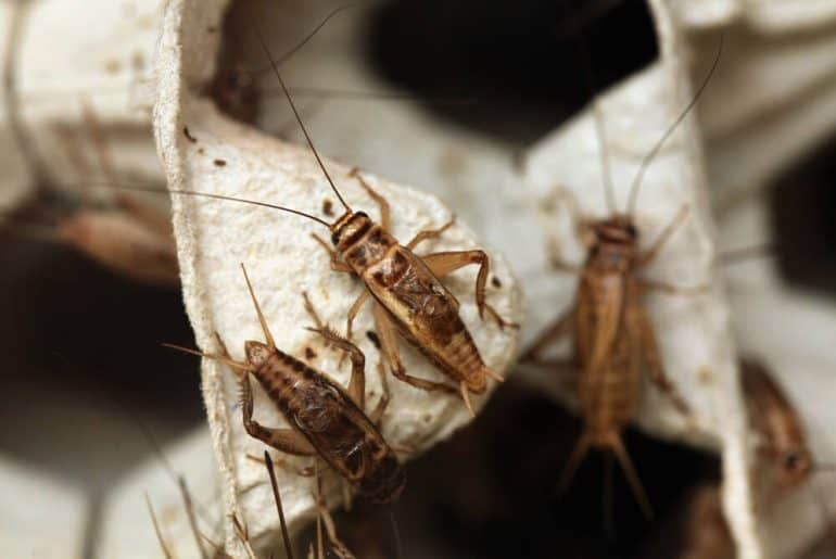 Why do Crickets Make Noise? (5 Important Facts) - UpHomely