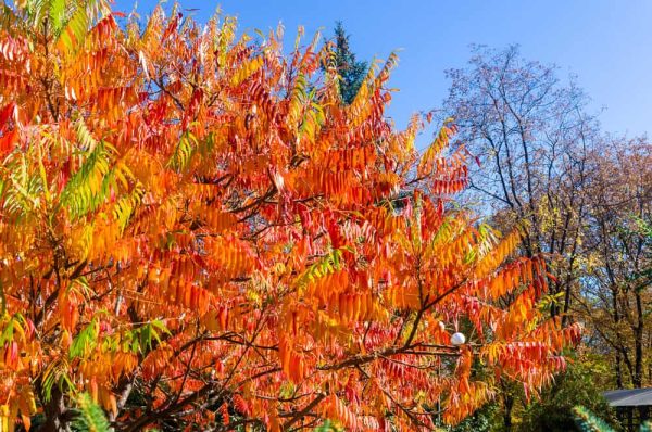 Is Sumac Wood Good for Anything? (9 Facts With Pictures) - UpHomely