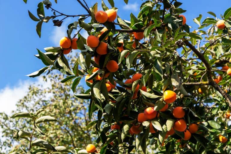 Is Persimmon Wood Good For Anything? (13 Quick Facts) - UpHomely