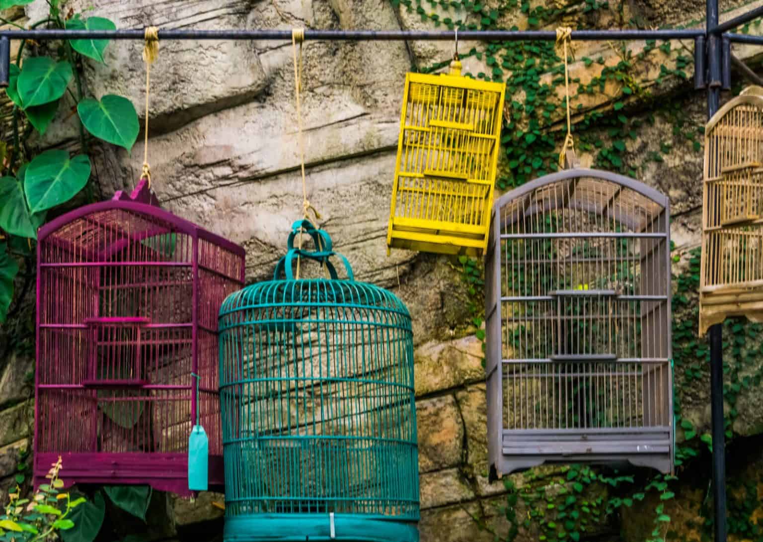 8 Best Color for Bird Cage (Complete Colors Picking Tips) - UpHomely